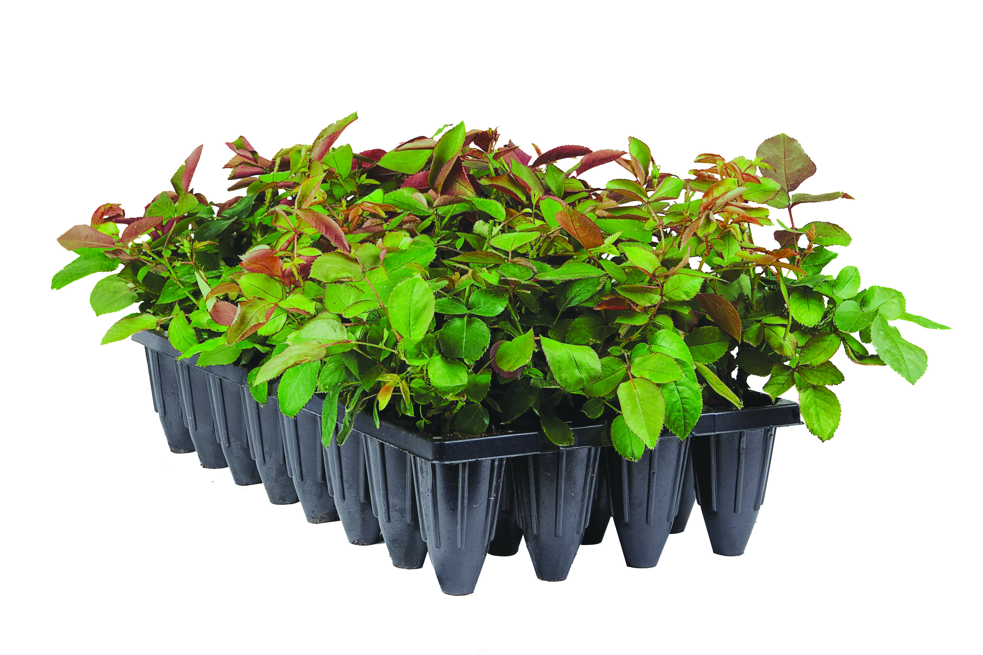 Greenheart Farms - Sizes & Specs