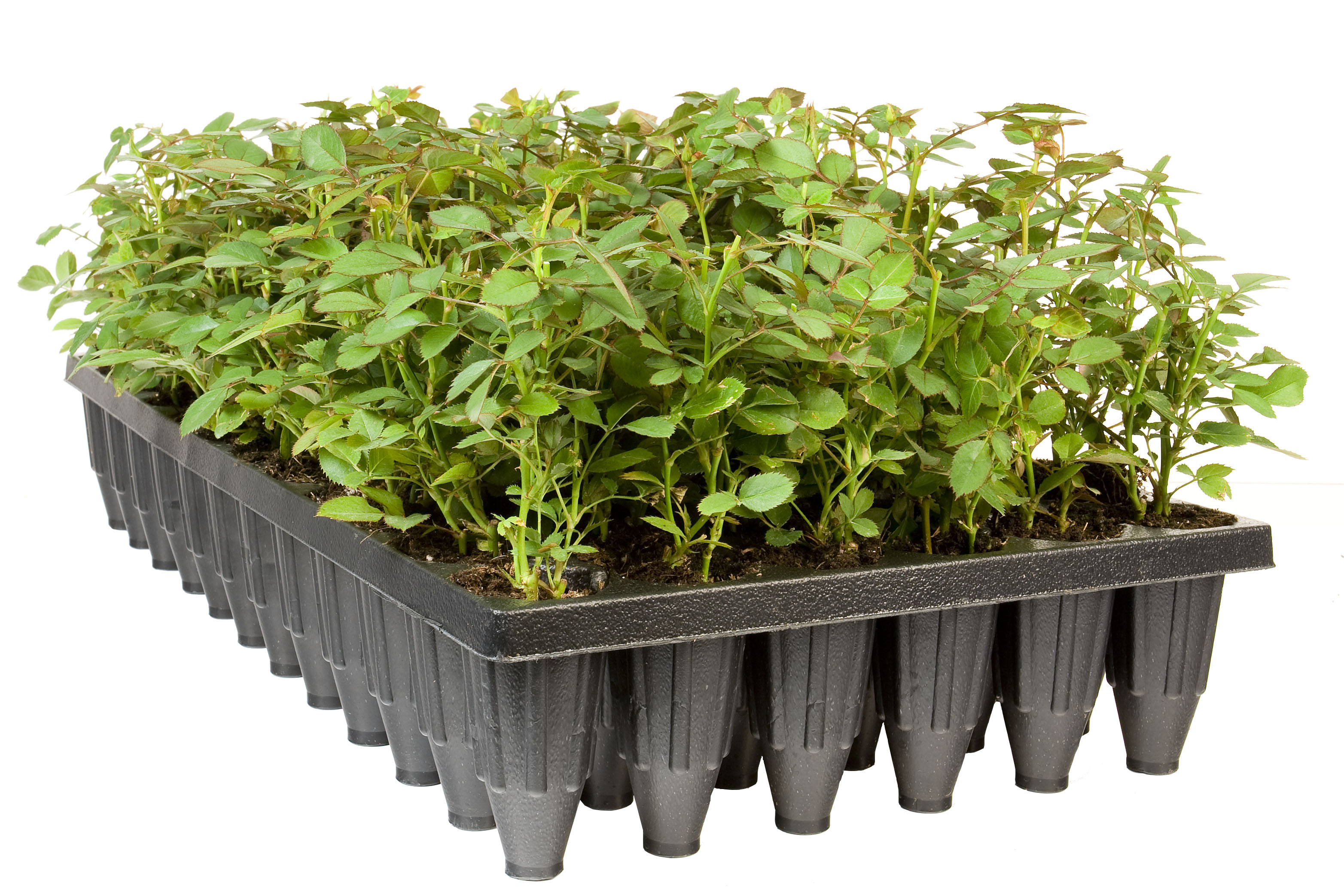 Greenheart Farms - Sizes & Specs