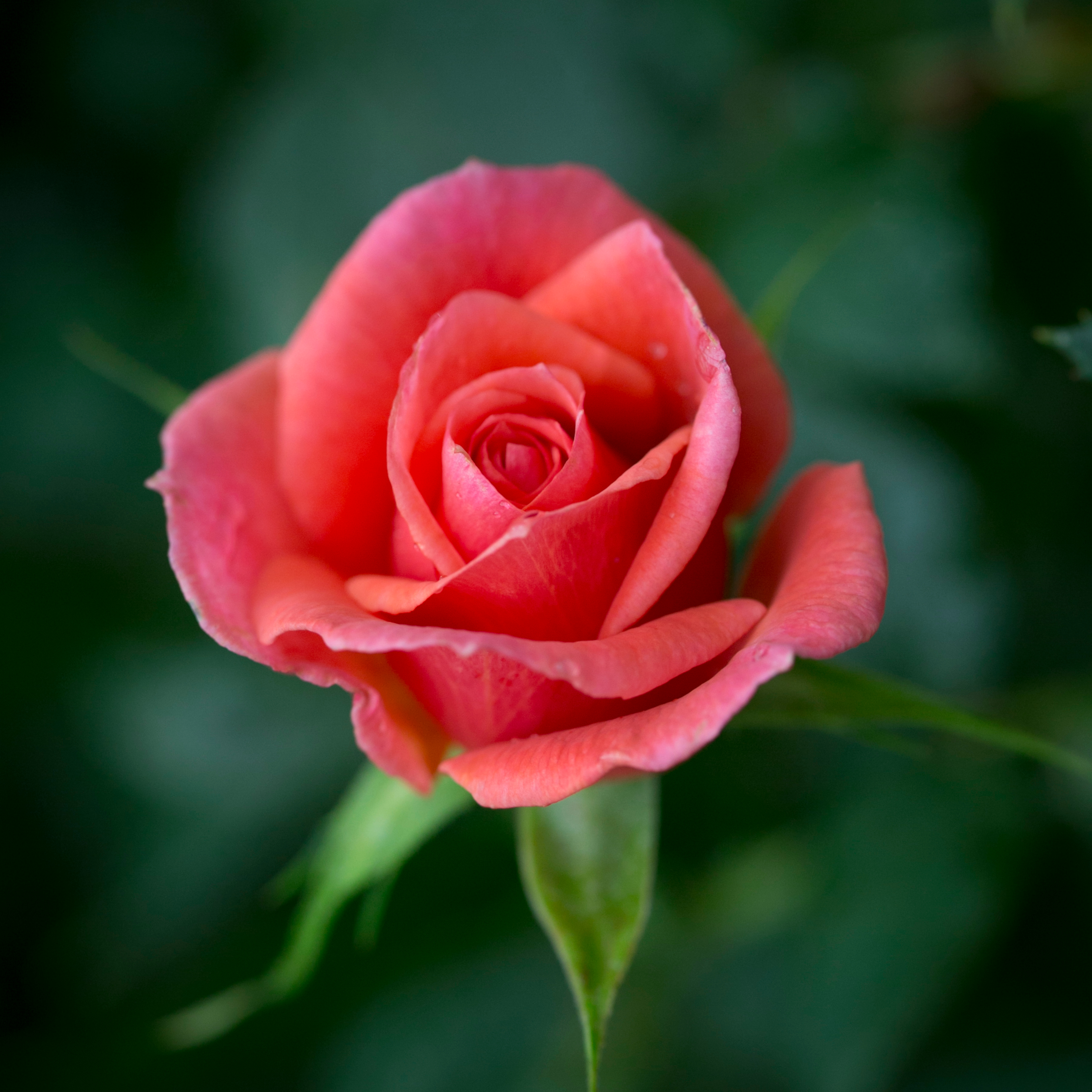 Greenheart Farms - The Greenheart Farms Story