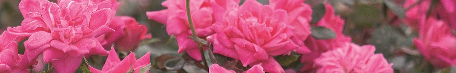 Greenheart Farms - The Knock Out® Family of Roses