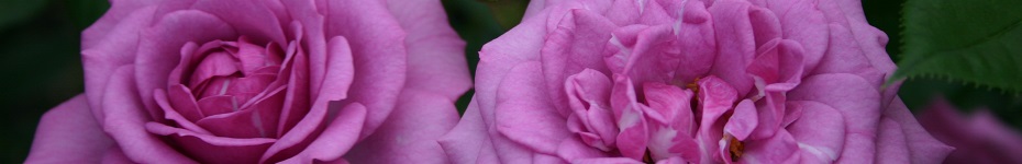 Greenheart Farms - Veranda® Roses