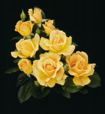 Greenheart Farms - Shrub Roses