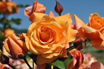 Greenheart Farms - Arborose® Climbing Roses