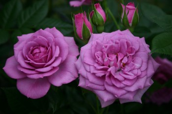 Greenheart Farms - Veranda® Roses