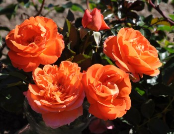 Greenheart Farms - Veranda® Roses