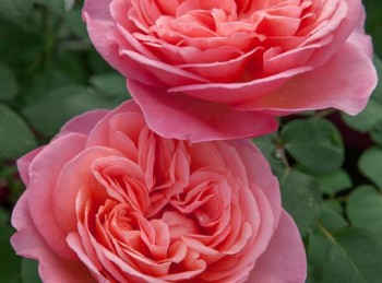 Greenheart Farms - Classic Garden Roses