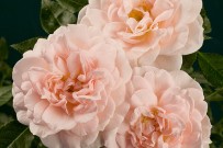 Greenheart Farms - Veranda® Roses