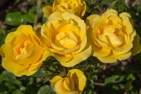 Greenheart Farms - Shrub Roses