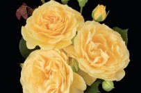Greenheart Farms - Shrub Roses