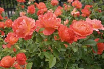 Greenheart Farms - Shrub Roses
