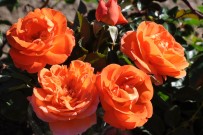 Greenheart Farms - Veranda® Roses