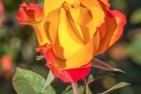 Greenheart Farms - Shrub Roses